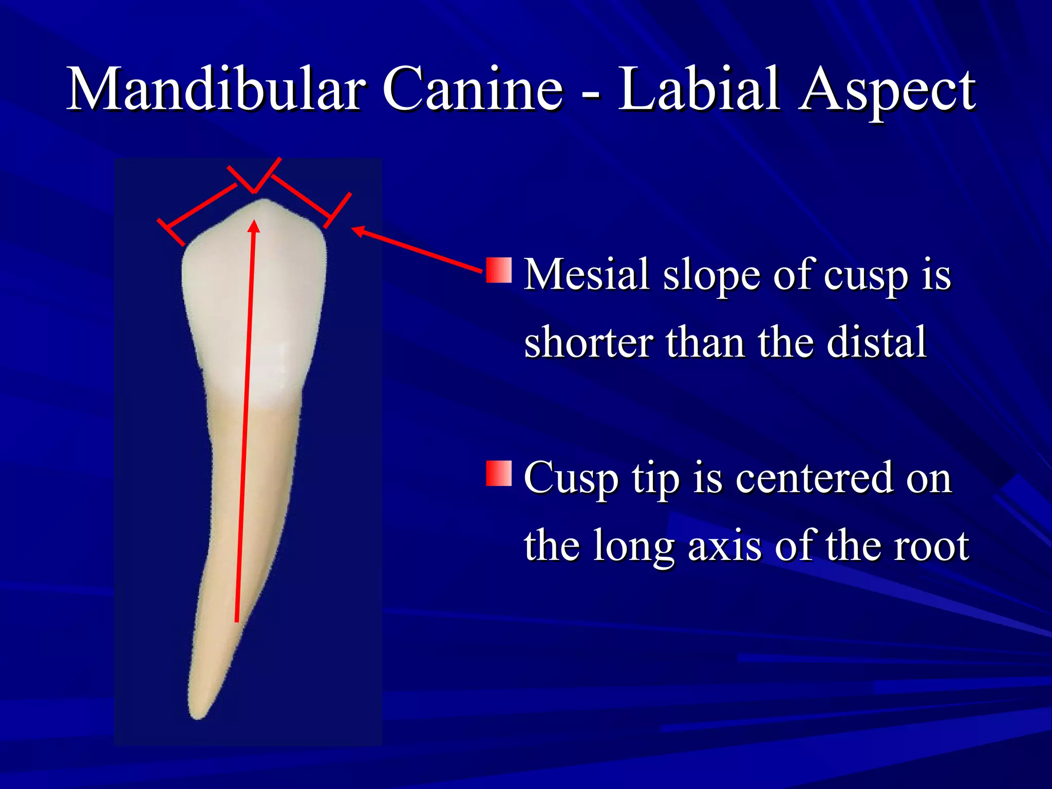 Maxillary and Mandibular Canines | PPT