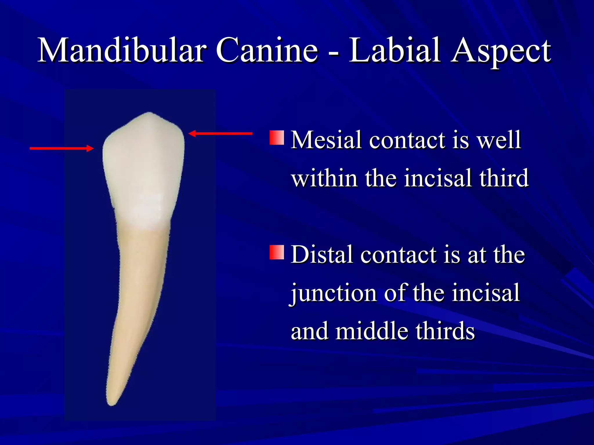 Maxillary and Mandibular Canines | PPT
