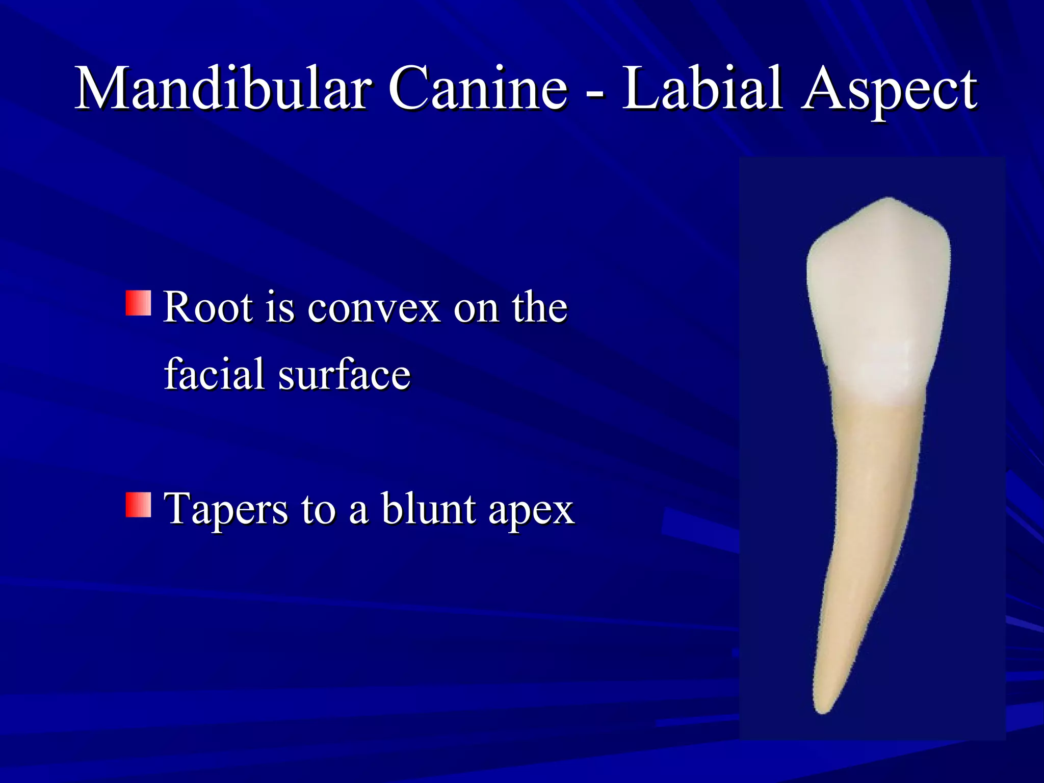 Maxillary and Mandibular Canines | PPT