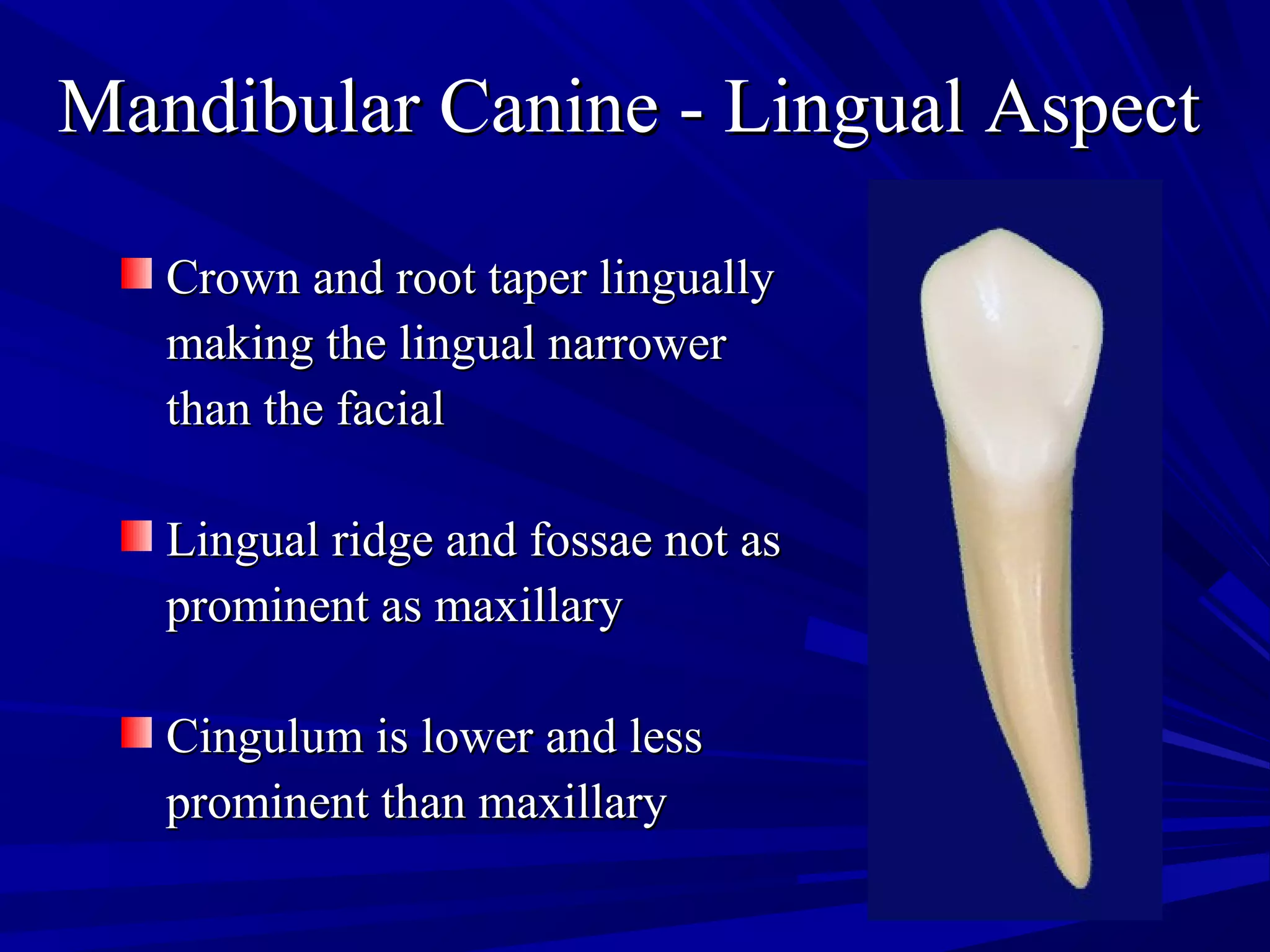 Maxillary and Mandibular Canines | PPT