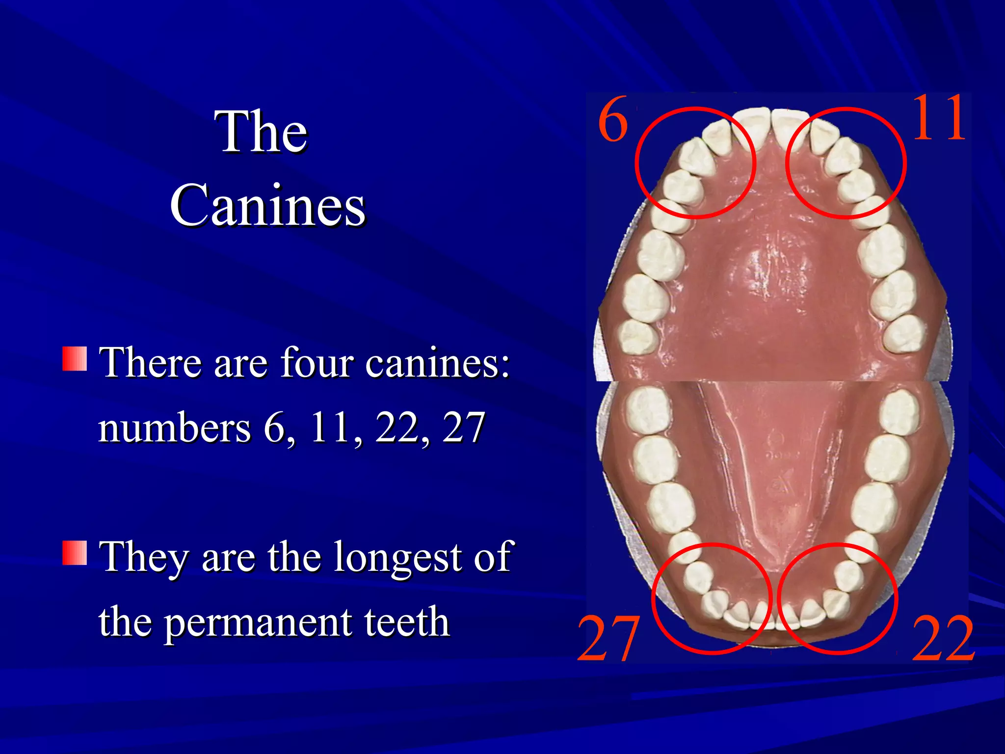 Maxillary and Mandibular Canines | PPT