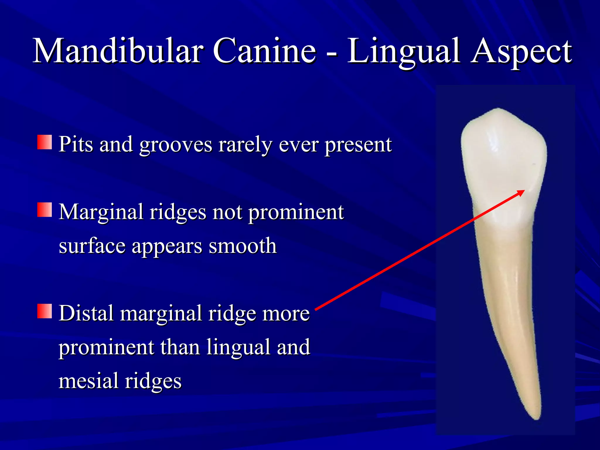 Maxillary and Mandibular Canines | PPT