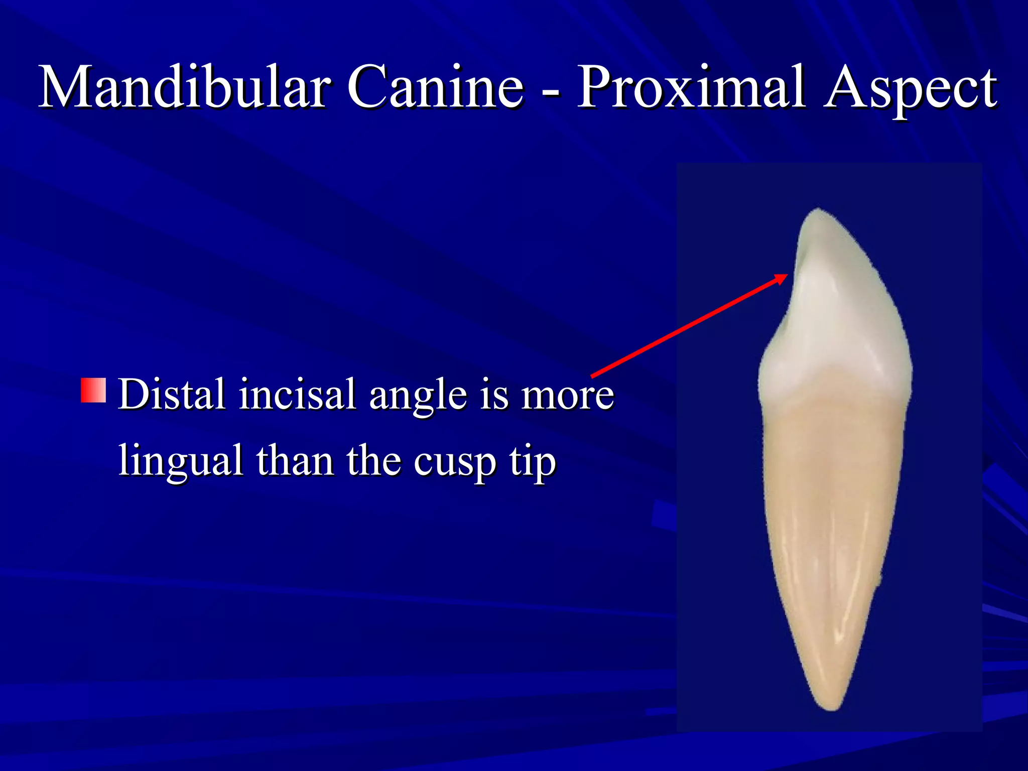 Maxillary and Mandibular Canines | PPT