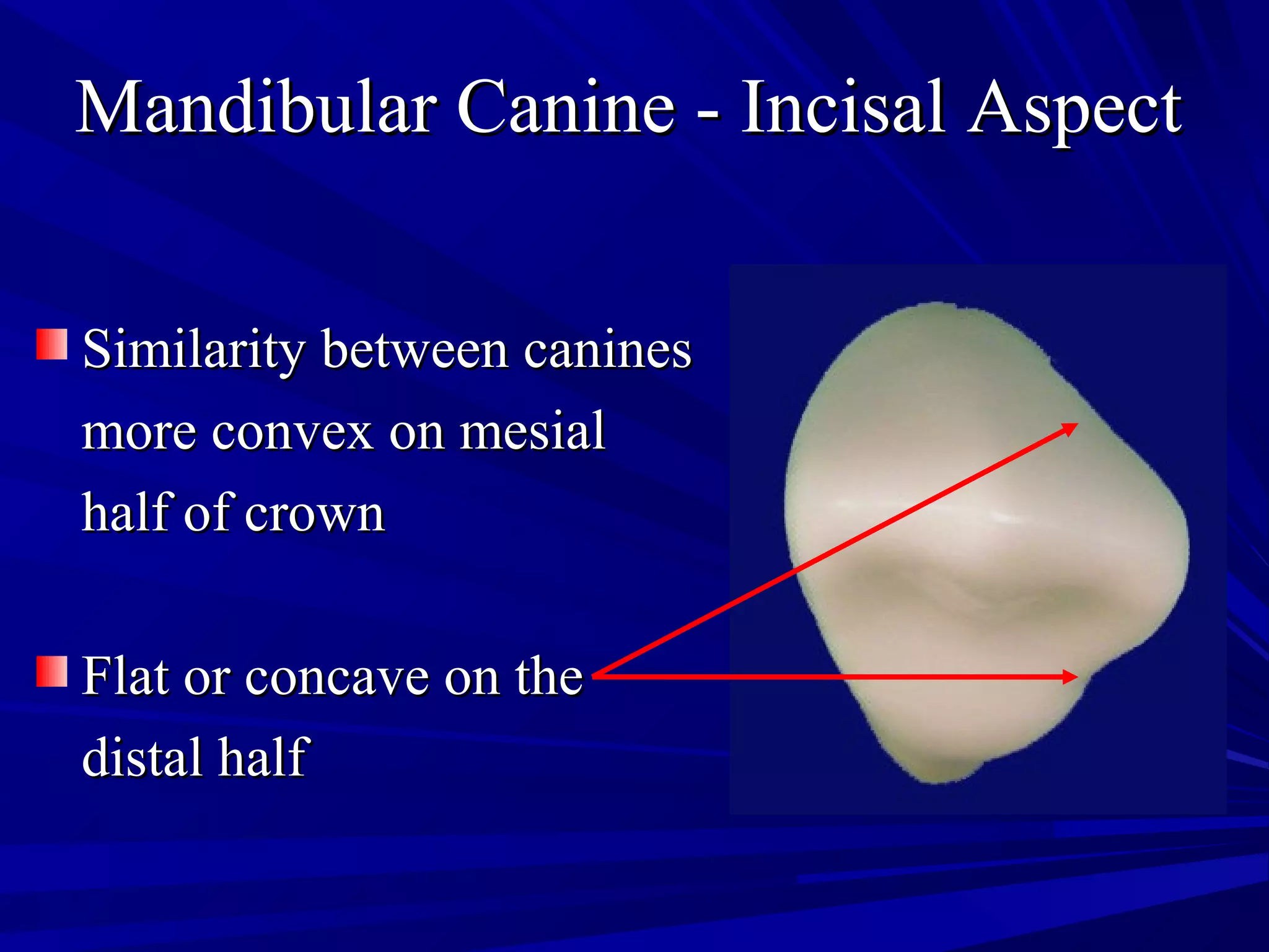 Maxillary and Mandibular Canines | PPT