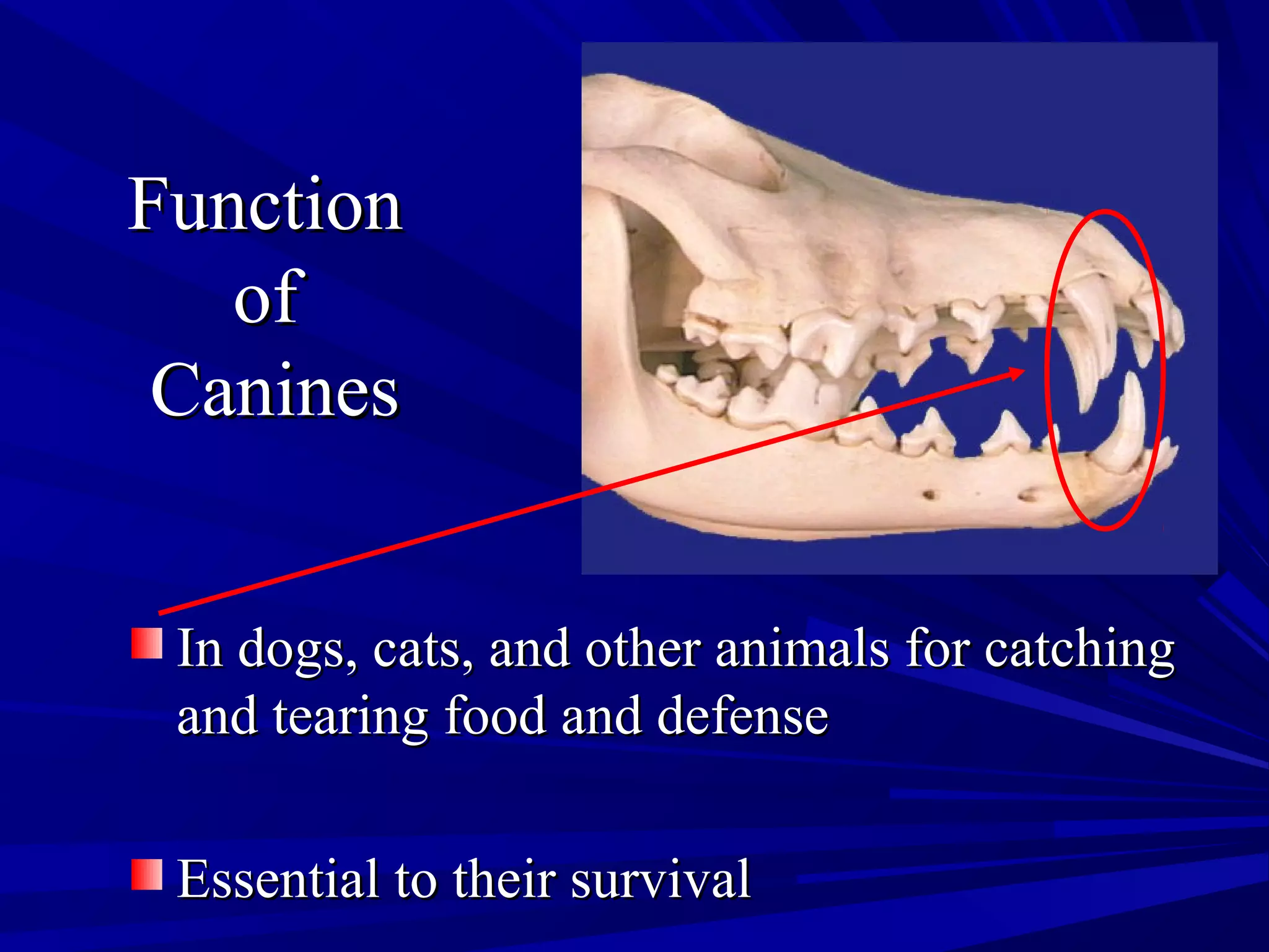 Maxillary and Mandibular Canines | PPT