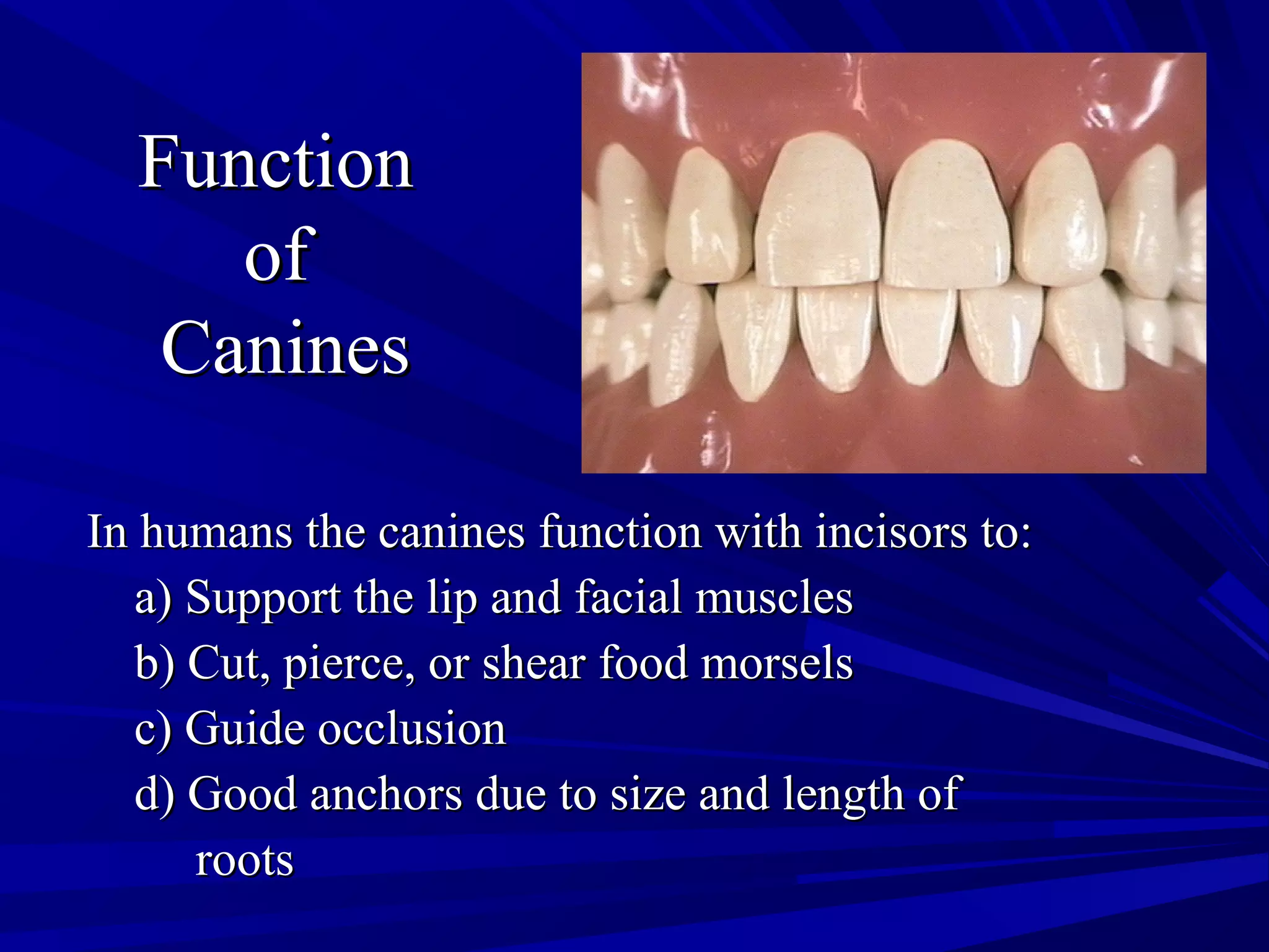 Maxillary and Mandibular Canines | PPT