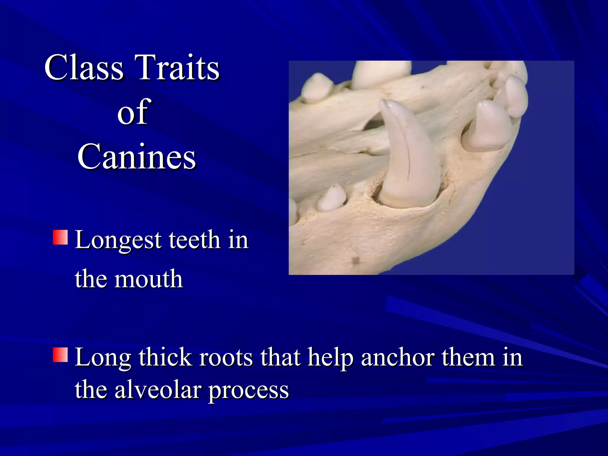 Maxillary and Mandibular Canines | PPT
