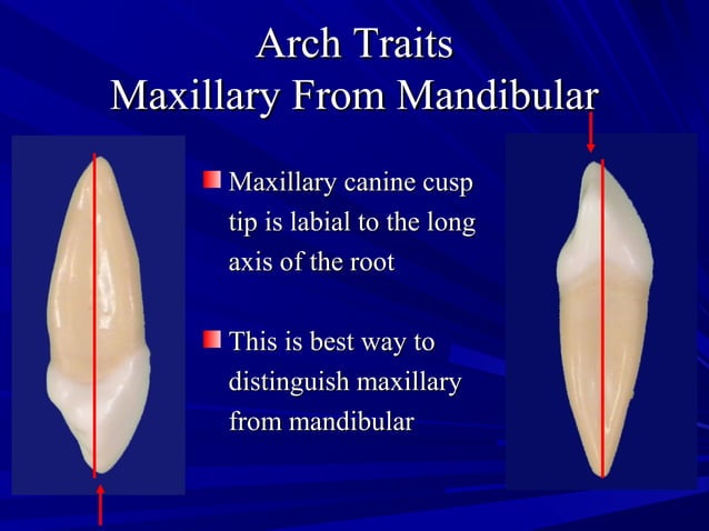 Maxillary and Mandibular Canines | PPT