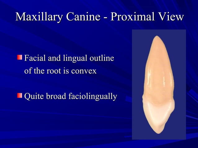 Maxillary and Mandibular Canines | PPT