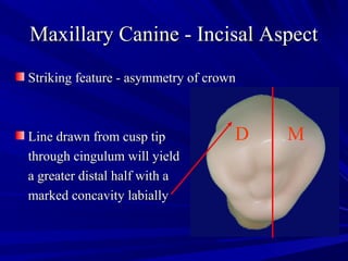 Maxillary and Mandibular Canines | PPT