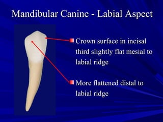 Maxillary and Mandibular Canines | PPT