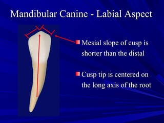 Maxillary and Mandibular Canines | PPT
