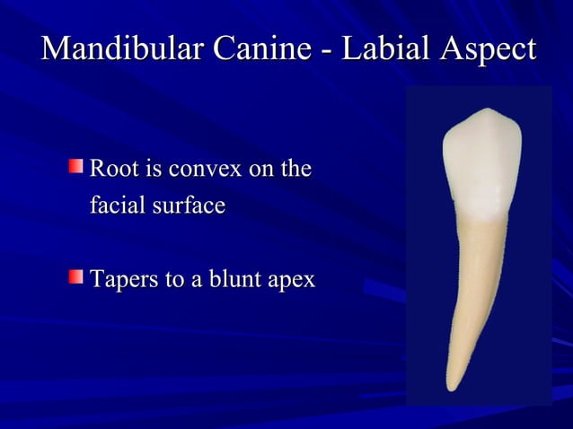Maxillary and Mandibular Canines | PPT