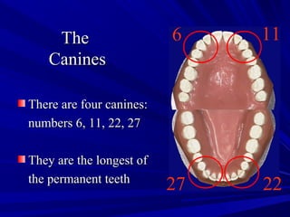 Maxillary and Mandibular Canines | PPT
