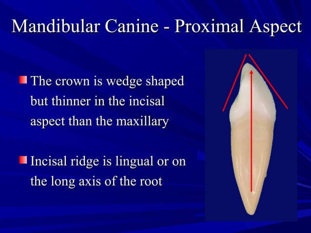 Maxillary and Mandibular Canines | PPT