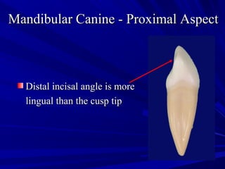 Mandibular Canine