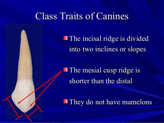 Maxillary and Mandibular Canines