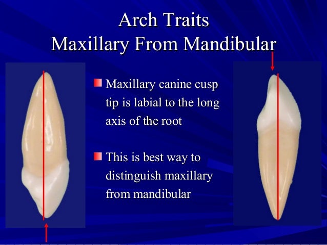 Maxillary and Mandibular Canines
