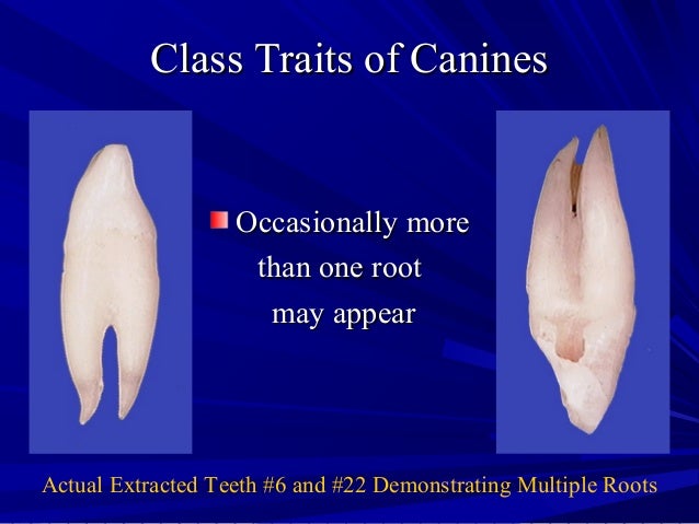Maxillary and Mandibular Canines