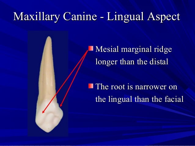 Maxillary and Mandibular Canines