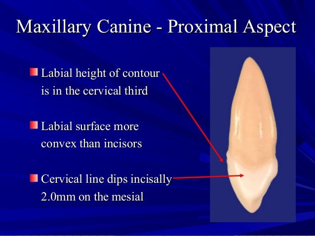 Maxillary and Mandibular Canines