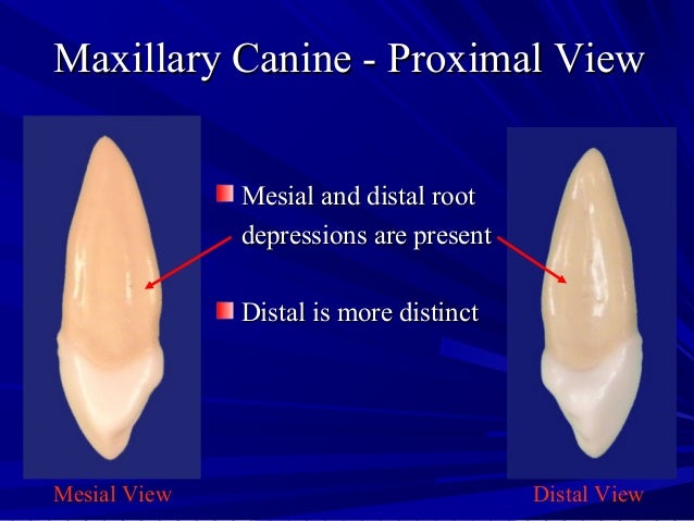 Maxillary and Mandibular Canines