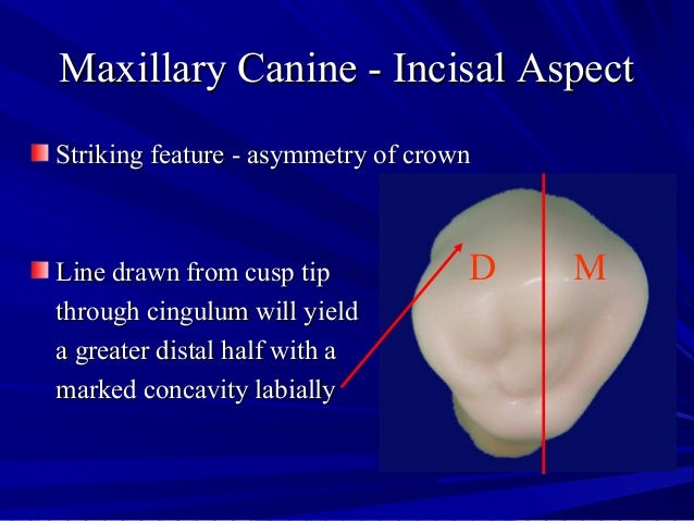 Maxillary and Mandibular Canines