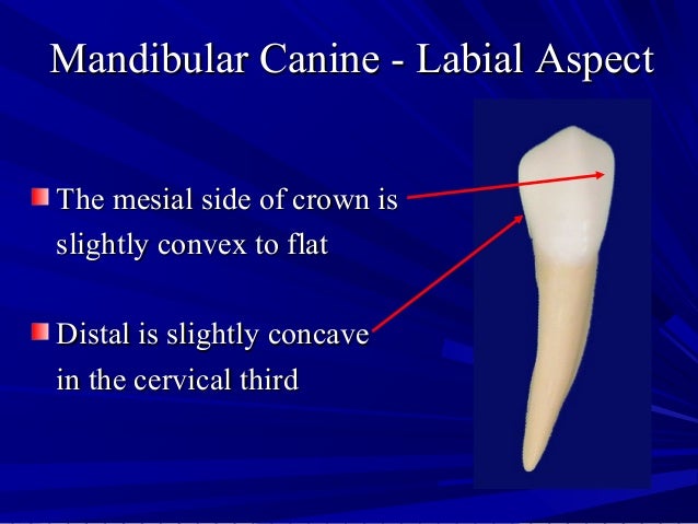 Canine Tooth Lobes