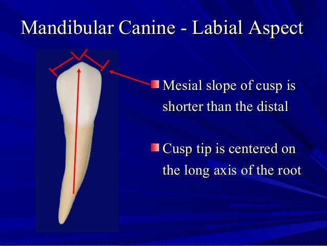 Maxillary and Mandibular Canines