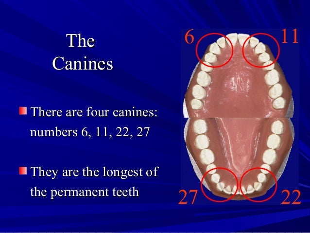 Maxillary and Mandibular Canines