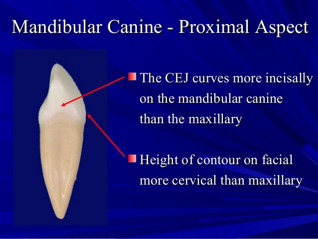 Maxillary and Mandibular Canines