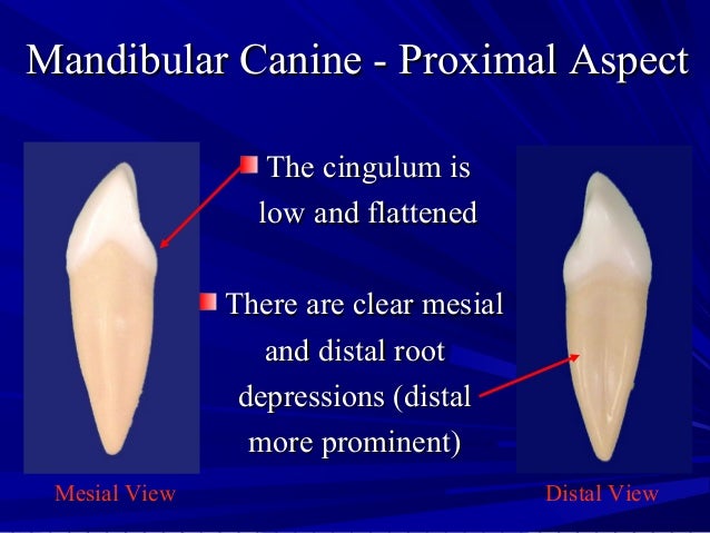 Maxillary and Mandibular Canines