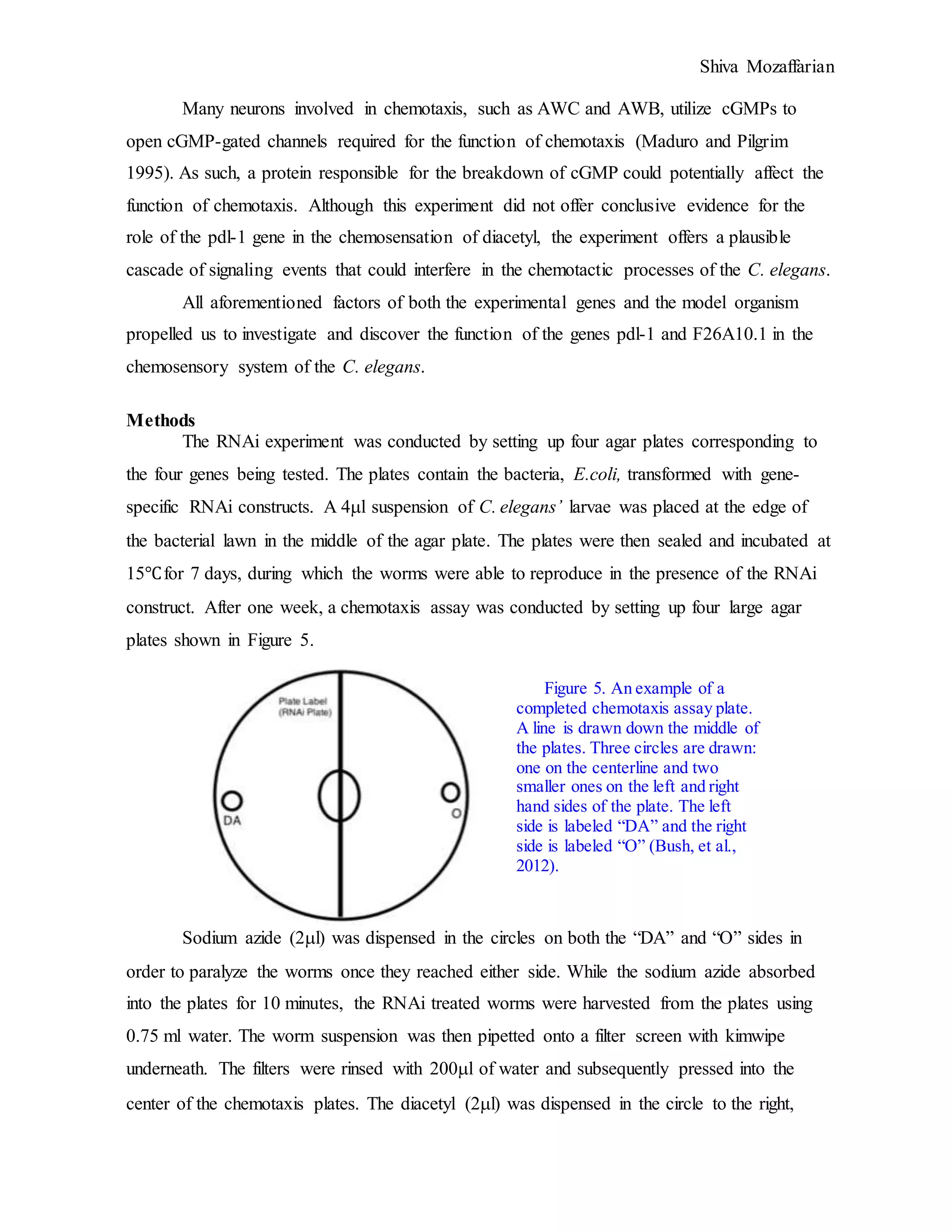 C. Elegans Primary Literature | DOCX | Biological Sciences | Science