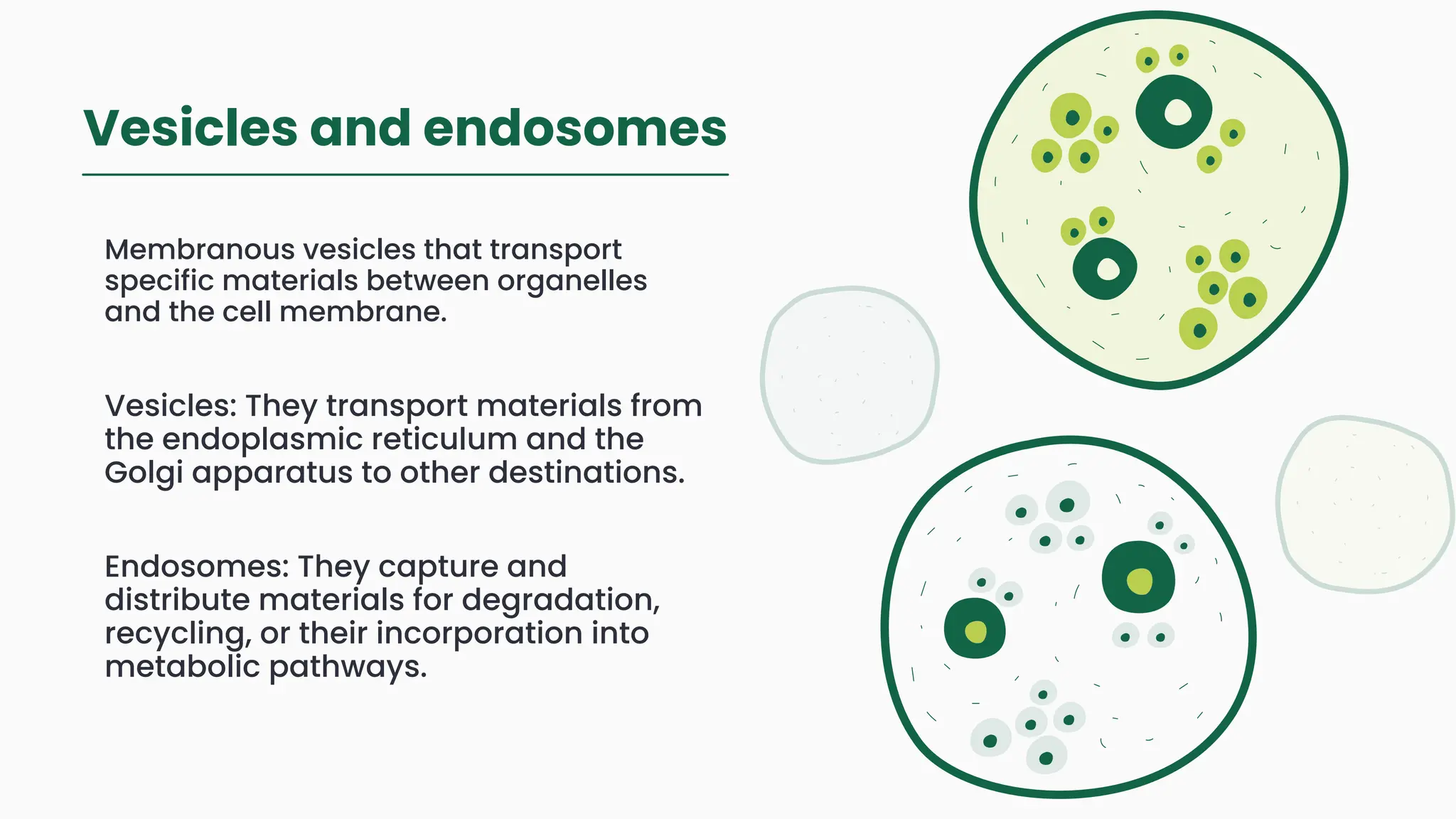 4_Cell as the basic unit of Life(structure and basic functions) | PDF