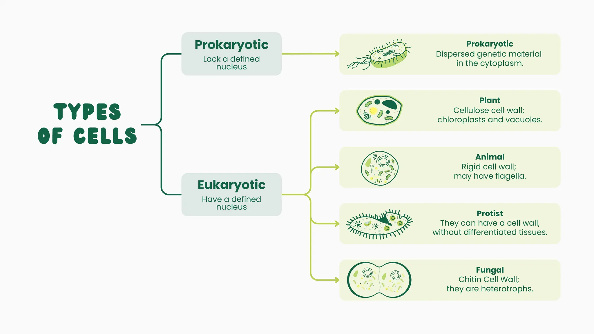 4_Cell as the basic unit of Life(structure and basic functions) | PDF