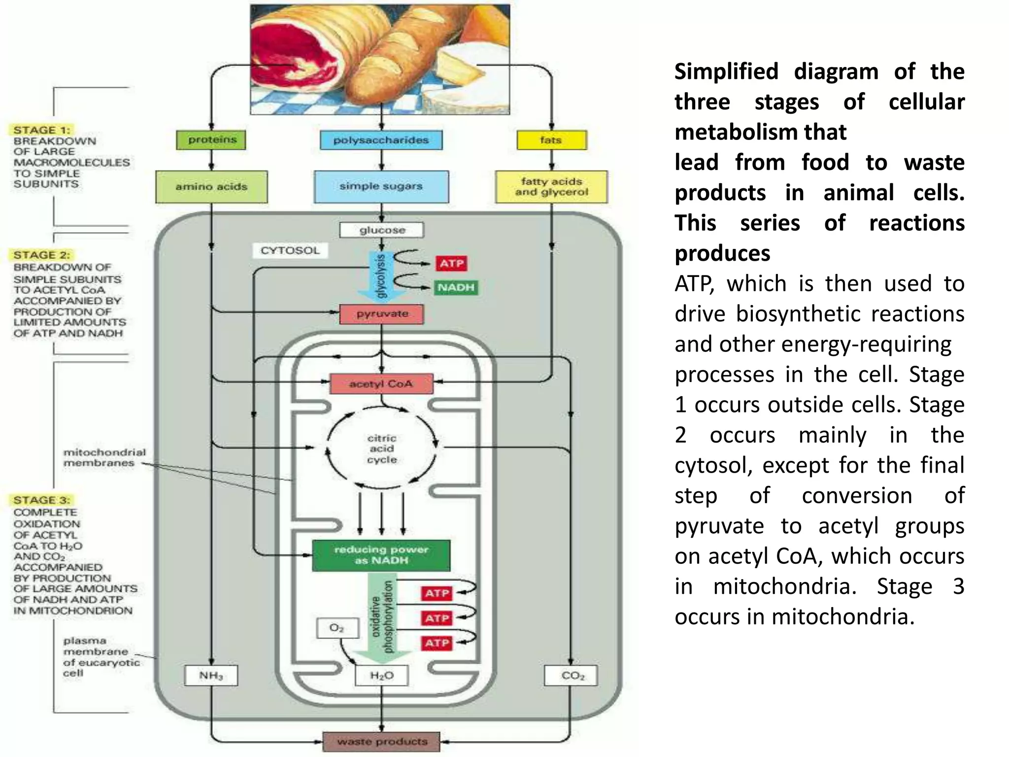 4 cell chemistry and biosynthesis | PPTX