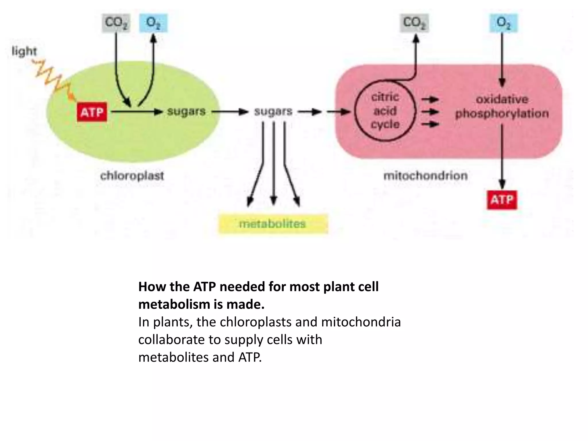 4 cell chemistry and biosynthesis | PPTX