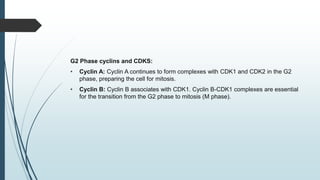CELL DIVISION notes revised complete.pptx
