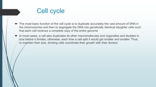 CELL DIVISION notes revised complete.pptx