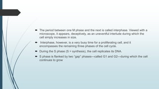 CELL DIVISION notes revised complete.pptx