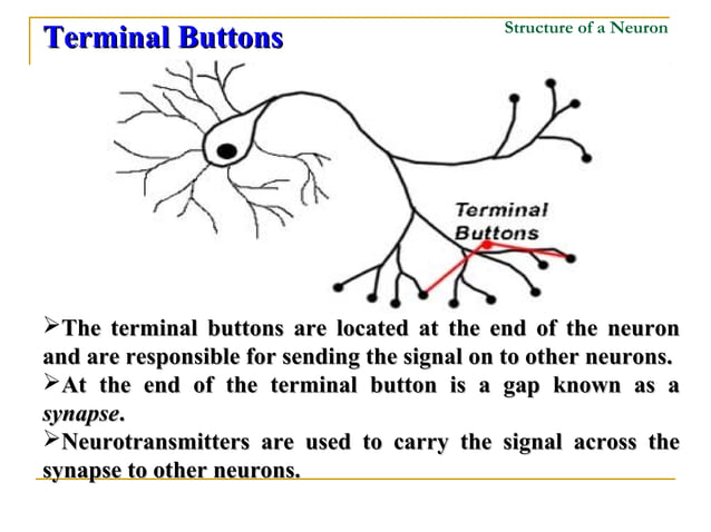 Cells of Neuron | PPT