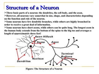 Cells of Neuron | PPT