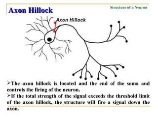 Cells of Neuron | PPT