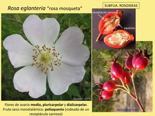 4º clase rosáceas | PPTX