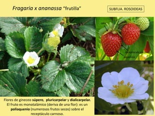 4º clase rosáceas | PPTX