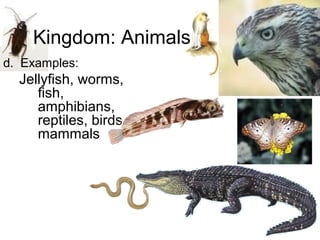 5.07 classification kingdoms | PPT