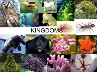 5.07 classification kingdoms | PPT