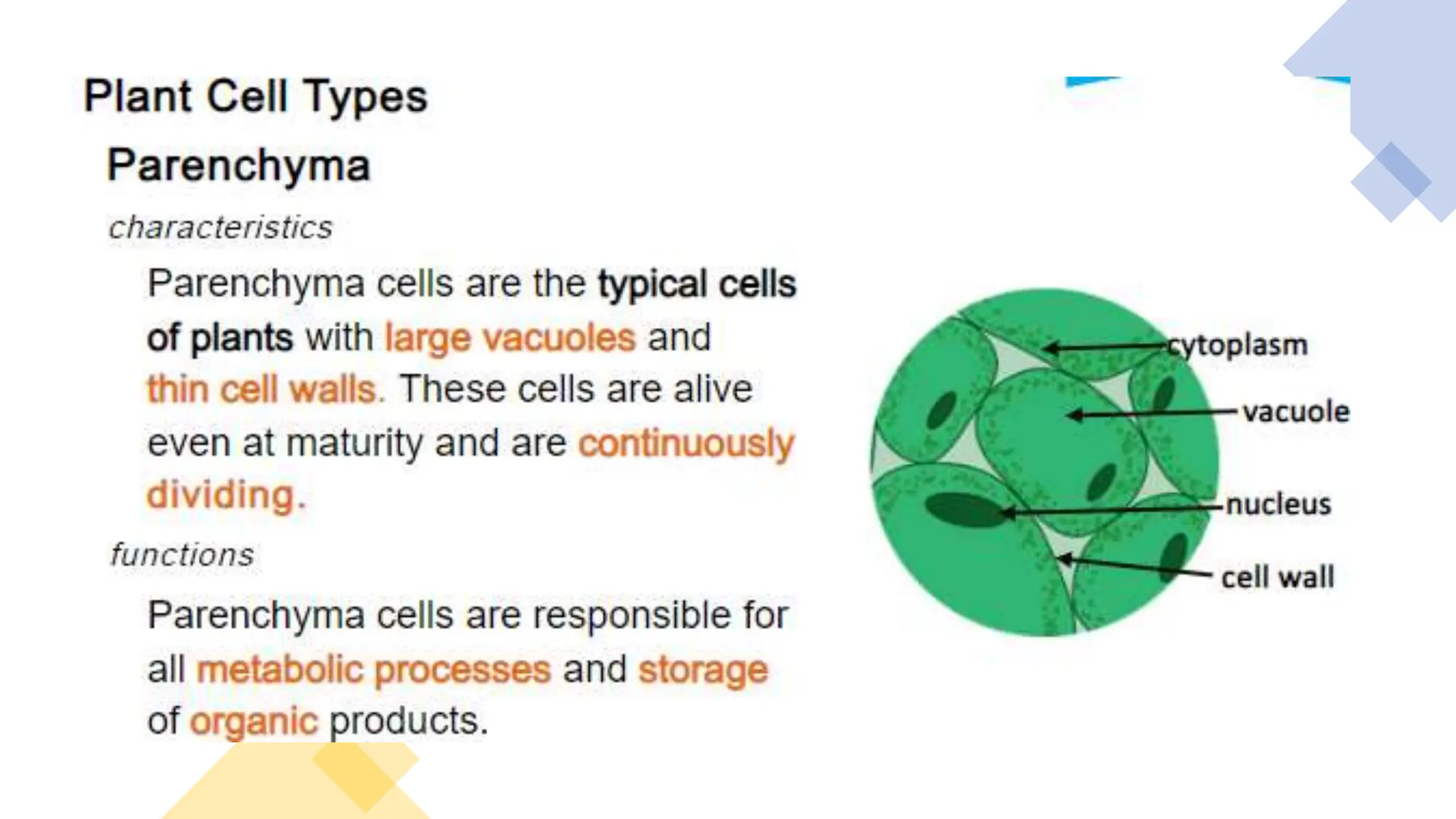 4_CLASSIFICATION_OF_DIFFERENT_CELL_TYPES_(PLANT.pptx