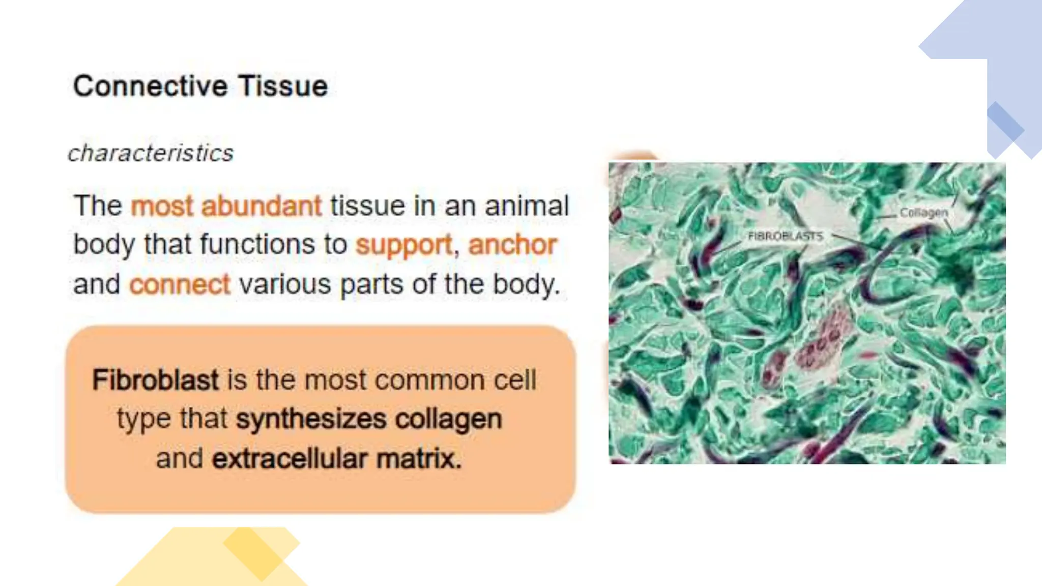 4_CLASSIFICATION_OF_DIFFERENT_CELL_TYPES_(PLANT.pptx
