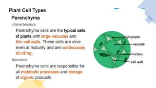 4_CLASSIFICATION_OF_DIFFERENT_CELL_TYPES_(PLANT.pptx